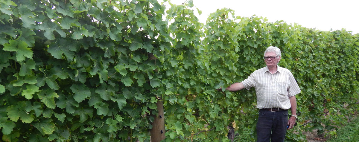 More yield, more quality. Why not?