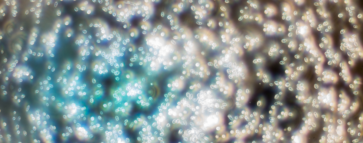 Brettanomyces: the most interesting of all wine faults