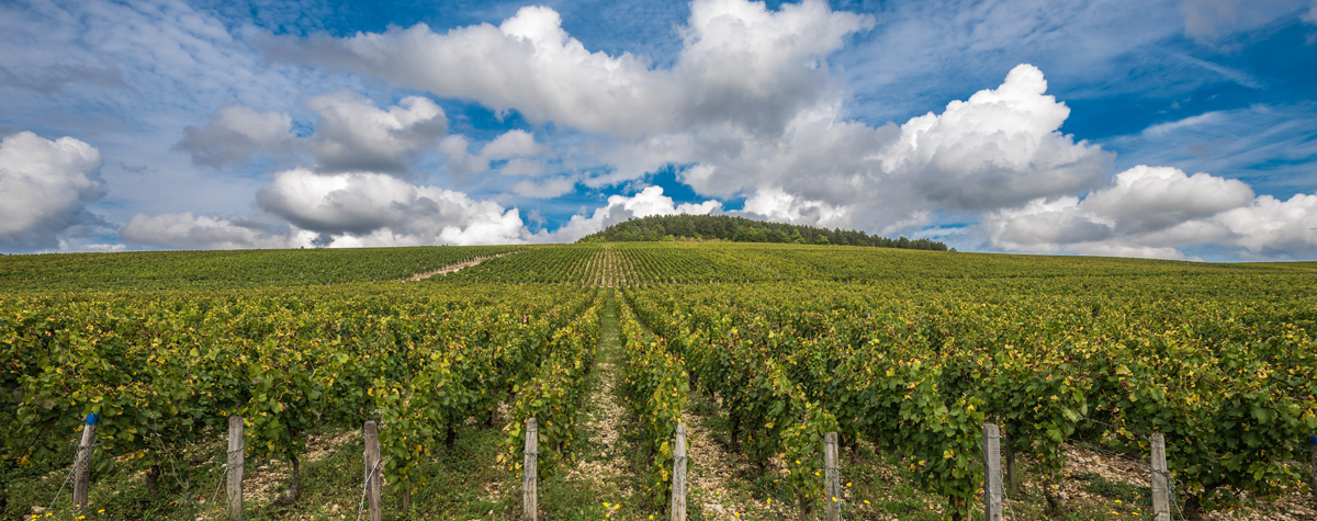 Struck match in Chardonnay: what's it all about?