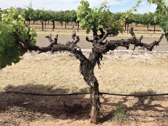 Grapevine Trunk Diseases: the new Phylloxera