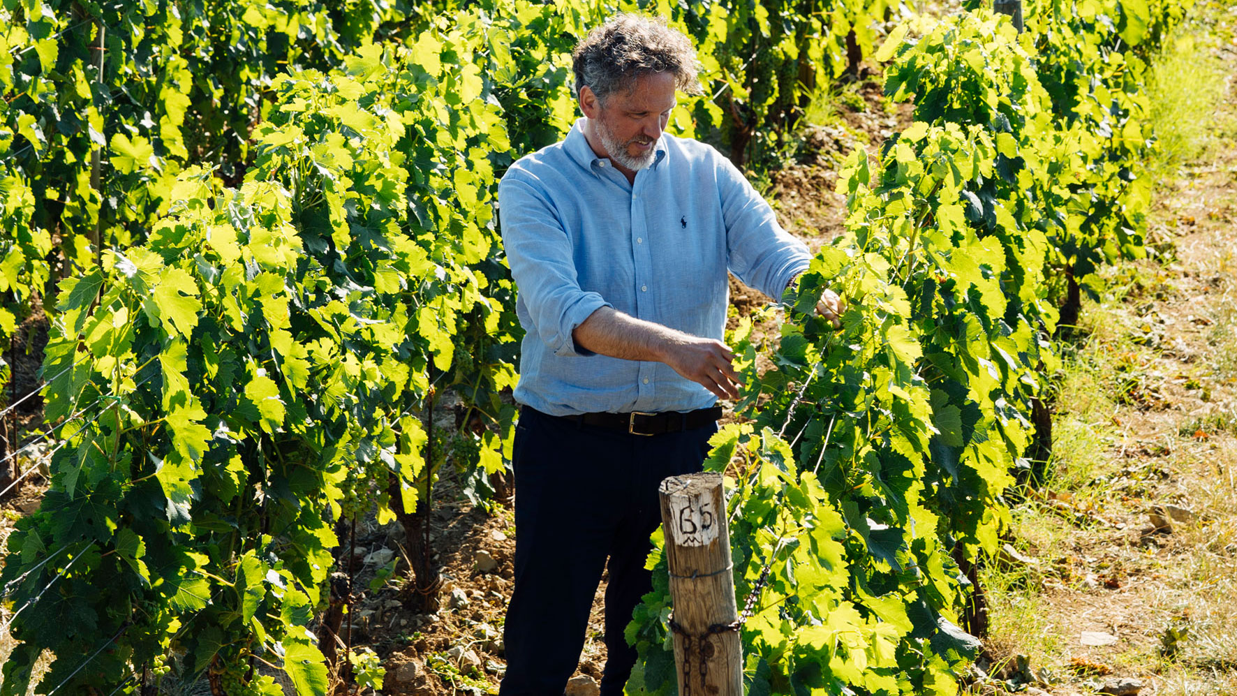 Soupingup Ornellaias second wine