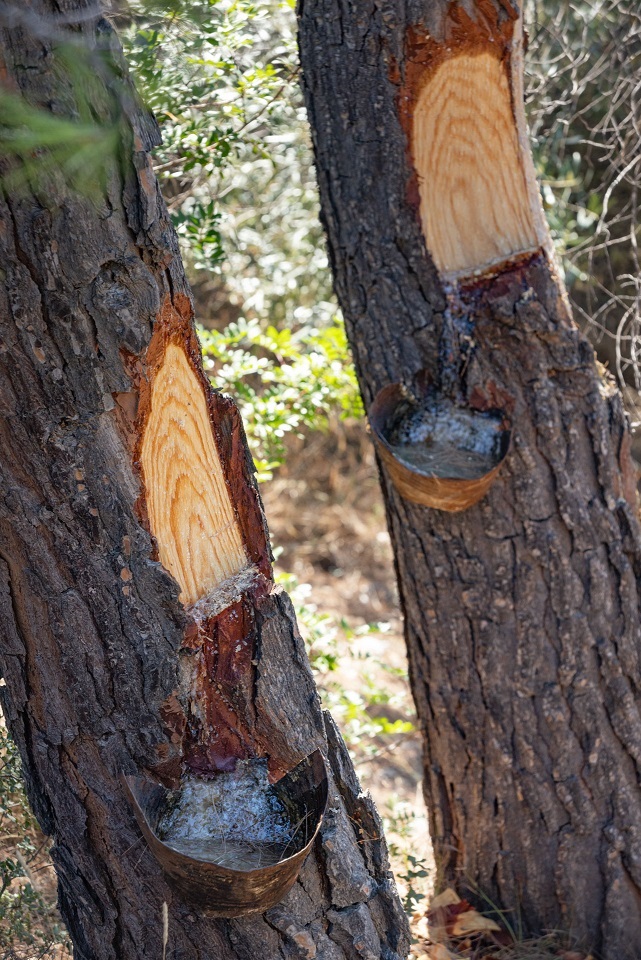 Understanding the role of pine resin in retsina