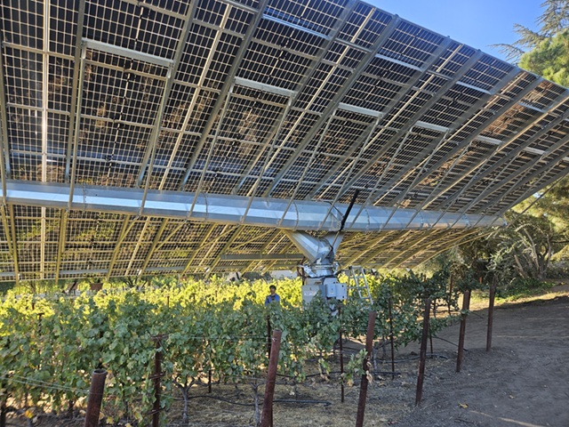 Planting solar panels in a vineyard