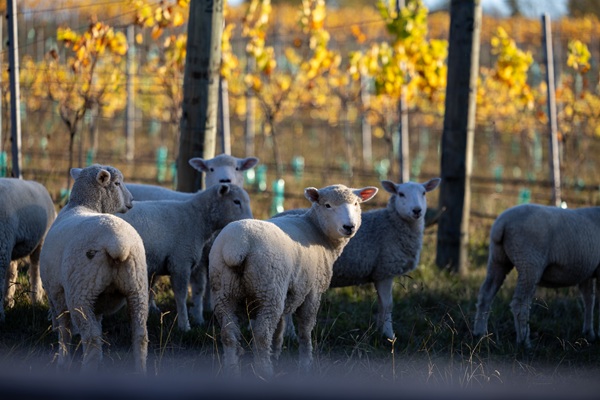 Leaf removal: Using sheep