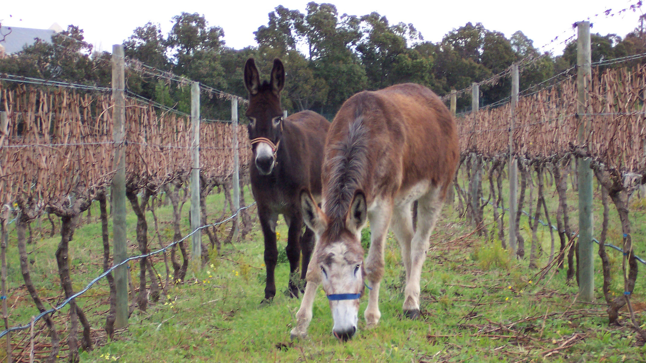 The Merlot specialist with donkeys and drones