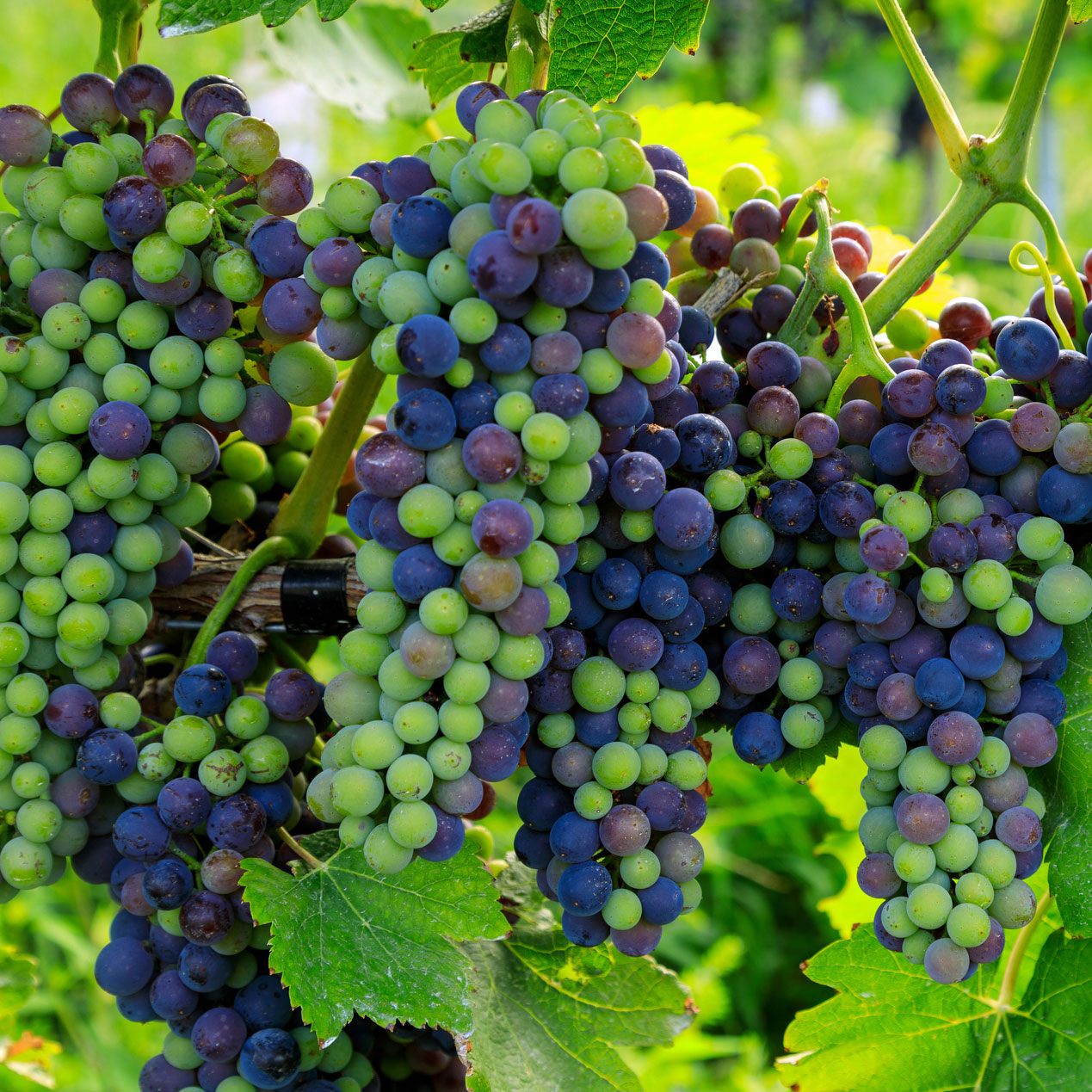 3 simple strategies for dealing with climate change