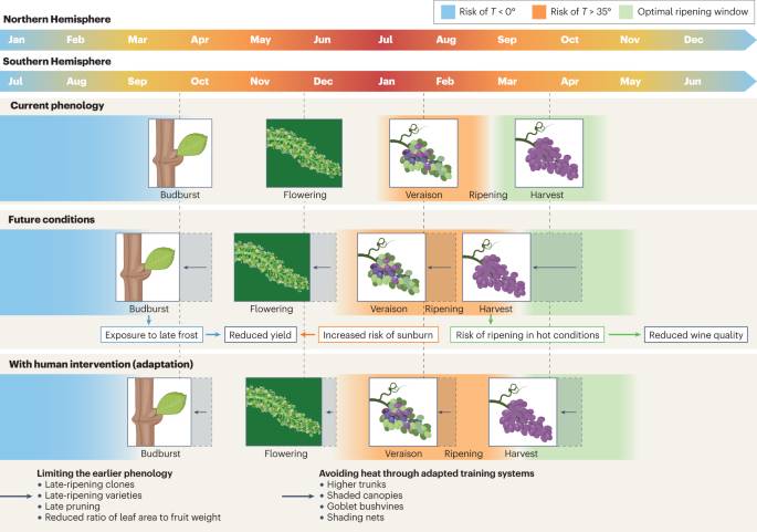 Weathering the Storm: How Climate Change is Reshaping the Wine Industry ...