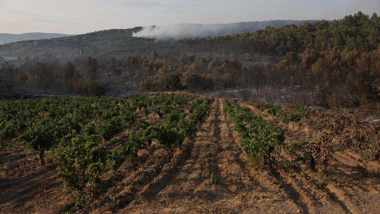 Weathering the Storm: How Climate Change is Reshaping the Wine Industry ...